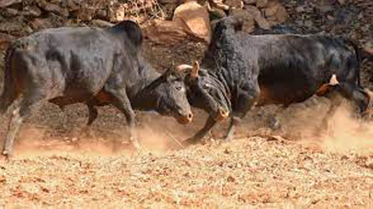 Wow .super strong ox fight - YouTube
