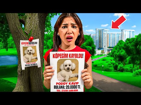 KÖPEĞİM KAYBOLDU !! BULANA 20.000 TL ÖDÜL !!