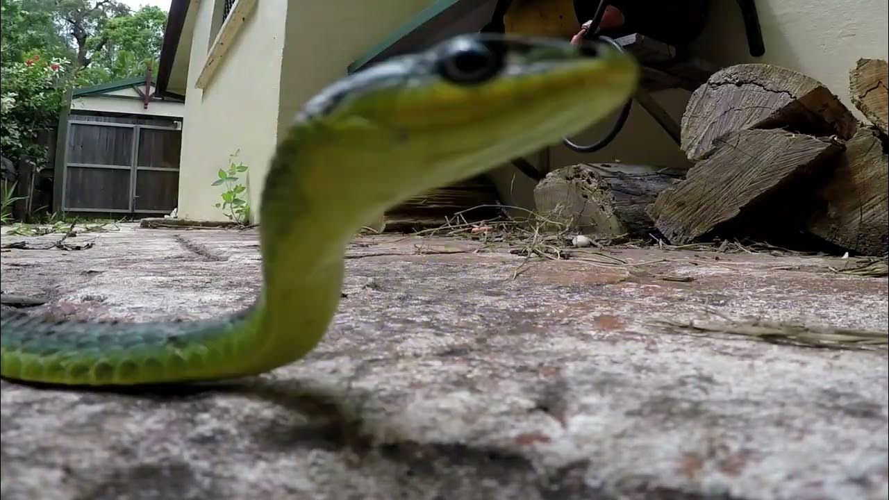 The Australian Green Tree Snake - YouTube