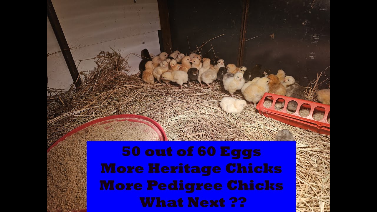 Massive Chick Hatch 50 Out of 60 Eggs—Get Ready for Chick Sales! - YouTube