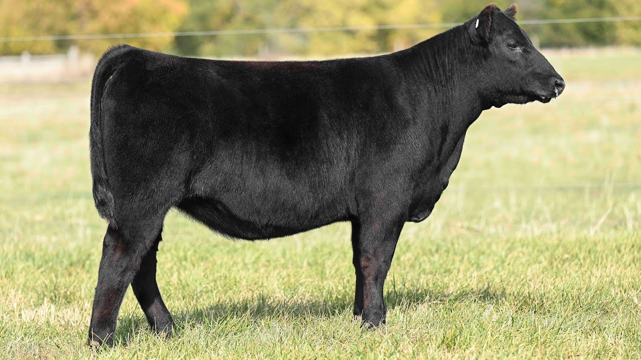 Dameron Angus: Lot 16 - YouTube