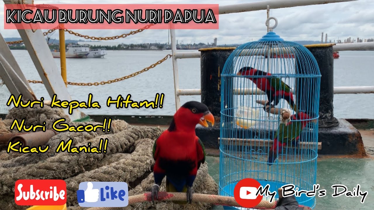 KICAU NURI PAPUA || Suara Burung Nuri Kepala Hitam Papua!! - YouTube