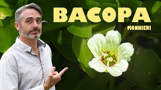 An Overview of Bacopa monnieri - The Plant and the Research