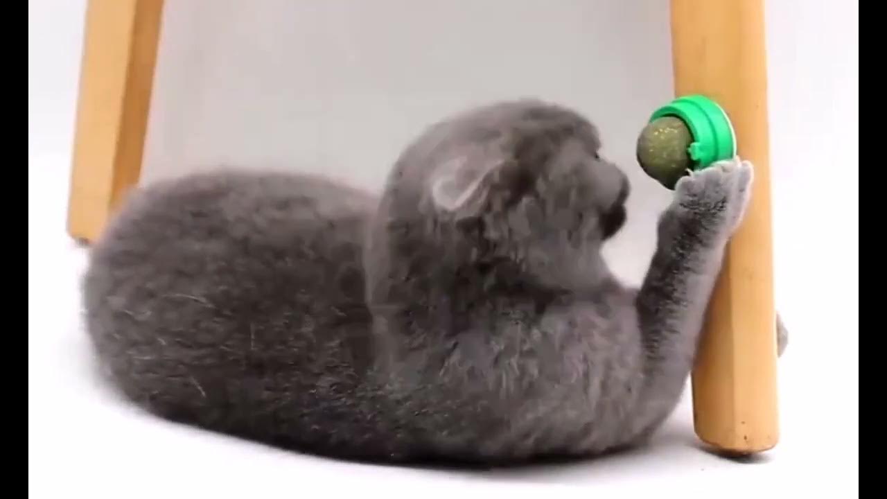 Лакомства для кошек, кошачья мята, конфета для кошки, леденец для кота ...