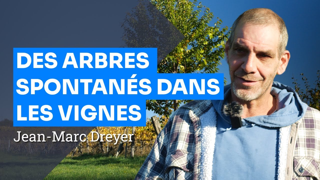 Cultiver la vigne autrement : enherbement et arbres spontanés en Alsace ...