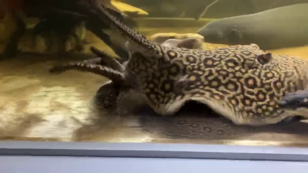 Mini Marble Motoro Stingray Breeding - YouTube