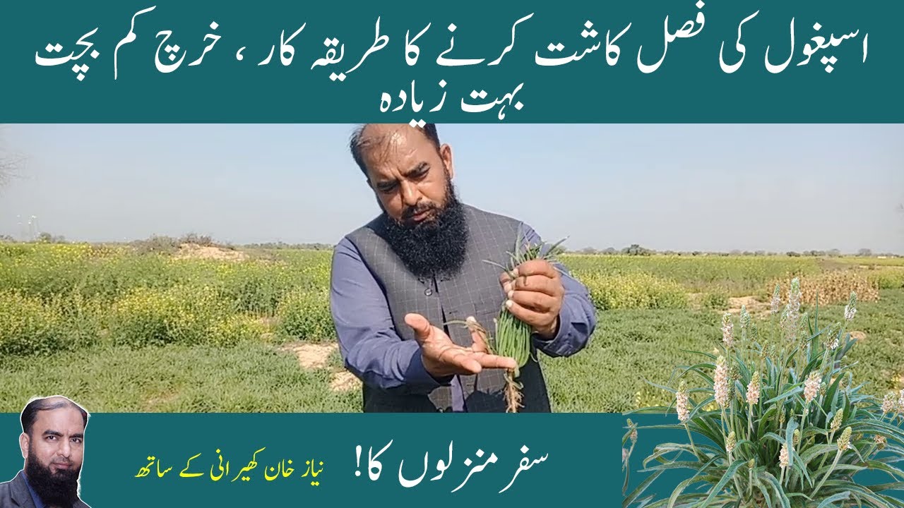 Production method of Isabgol in Pakistan - niaz khan kherani - YouTube