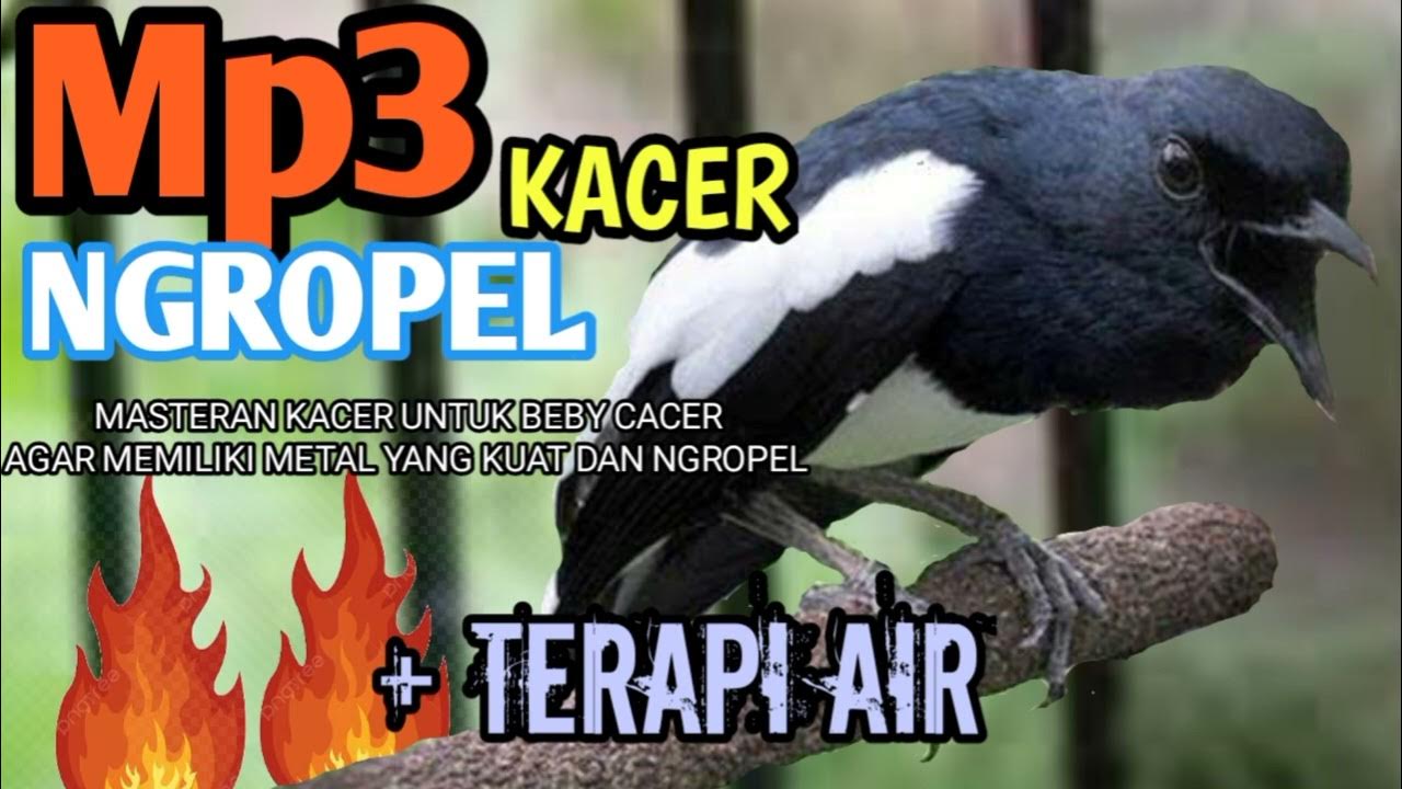 Mp3 MASTERAN DAN TERAPI AIR KACER ‼️ agar KACER tidak setres dan tidak malas bunyi. - YouTube