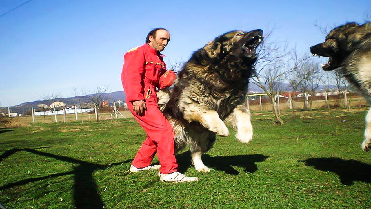This Dog Became The Largest In The World And What Was The Wild Purpose ...