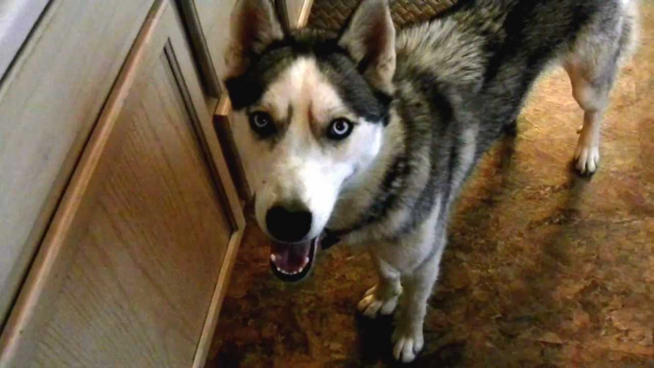 stubborn siberian husky doing tricks - YouTube