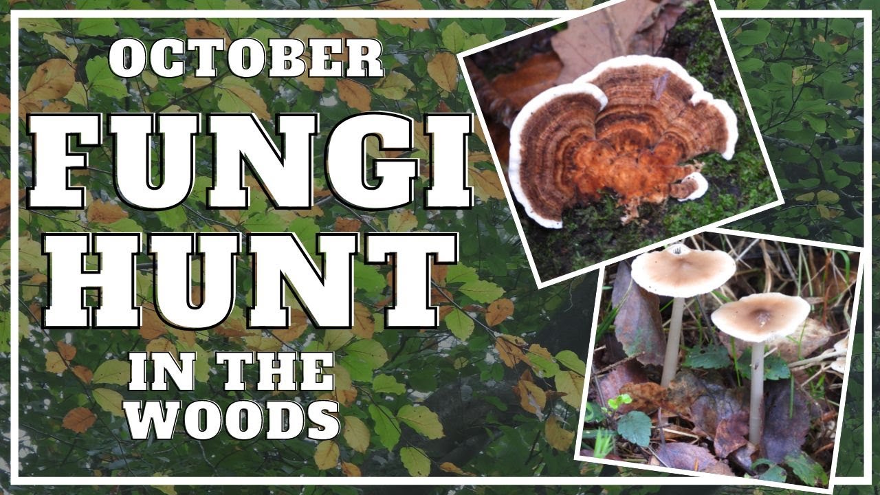 October Nature Journaling Walk - Fungi Spotting Tips - YouTube