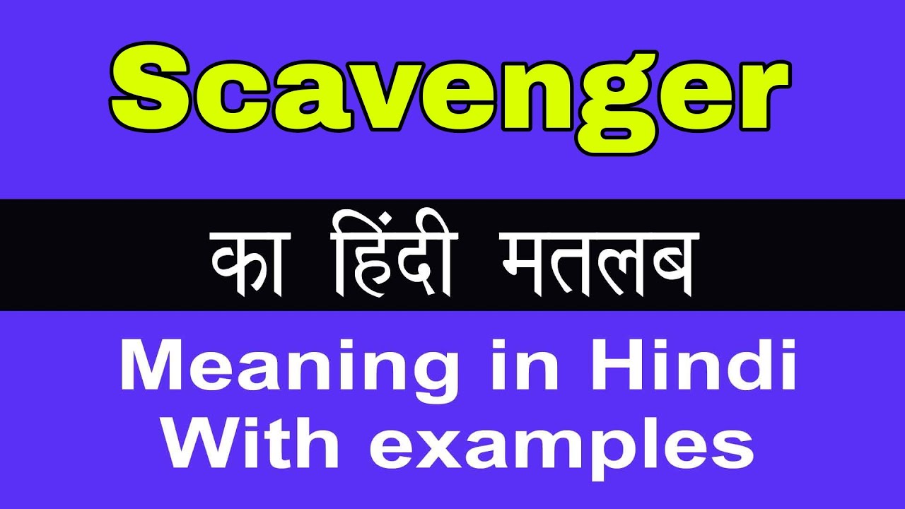 Scavenger Meaning In Hindi Scavenger YouTube