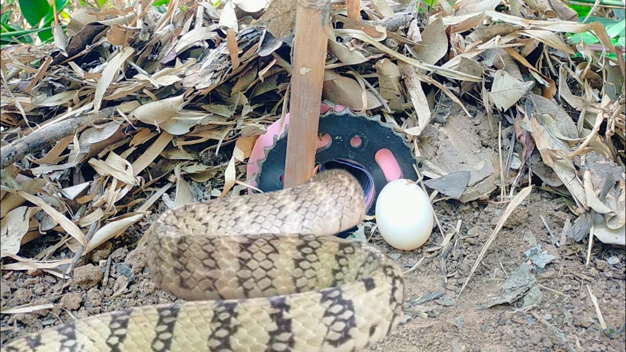 Using Cambodian beer shells and chickens to build an easy and amazing snake trap - YouTube