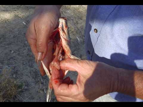 WILD Jade perch gut content