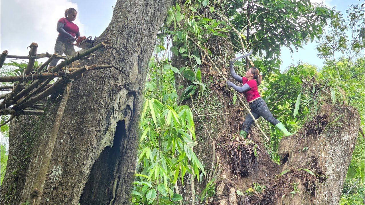 Today's journey of the girl prepares to cut down the giant tree. - YouTube