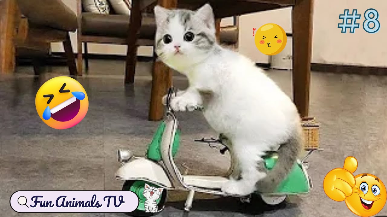 Hewan Terlucu 2023 😂 Video Kucing Terlucu😺🐶 #8 - KOMPILASI VIDEO KUCING ...