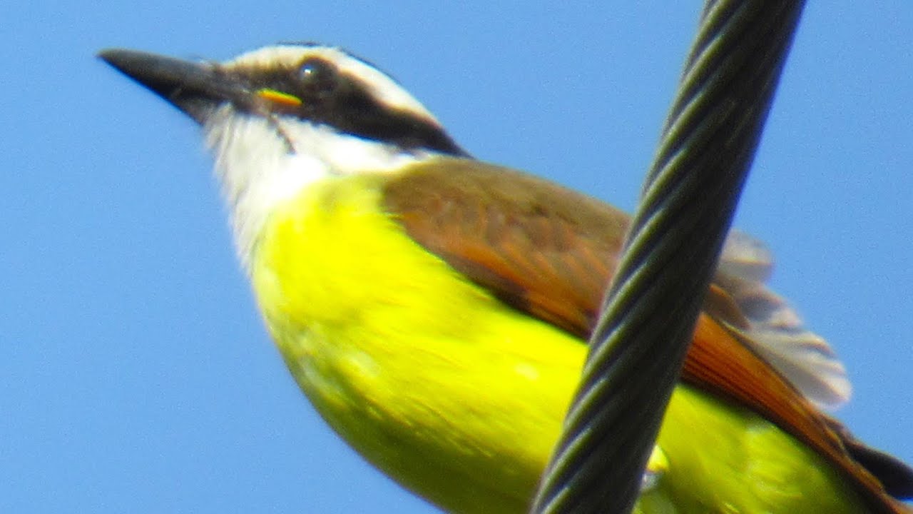 Great Kiskadee Beautiful Bird Call Bird Song - YouTube
