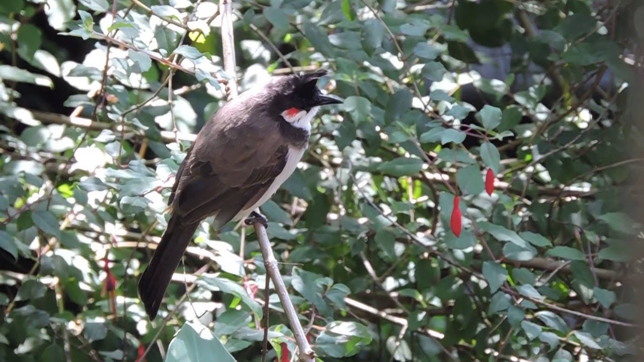 Birds in Munnar - YouTube