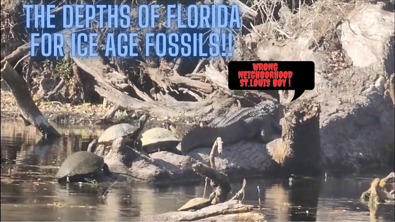 Turtles, 'Gators and Teeth: Exploring Florida's Ice Age Fossils With ...