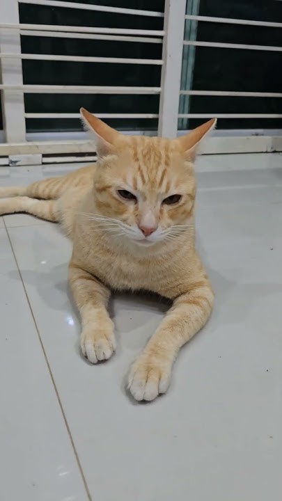 นายมันคือเจ้าป่านะกาฟิว #ตามติดชีวิต #cat #ทาสแมว #แมวส้ม #แมวน่ารัก ...