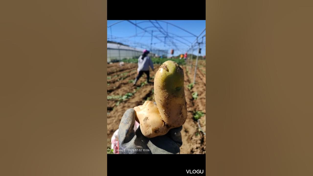 Harvesting Patatas - YouTube