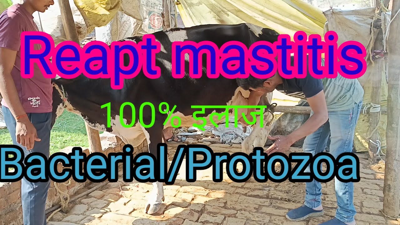 Treatment of reapt mastitis in cow& Buffalo? पशु के थन में बार बार सूजन ...