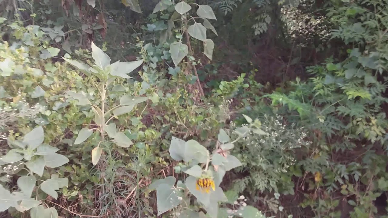 Suraj Mukhi Phool / Sun Flower Plant in Our Garden - Lahore Gardening ...