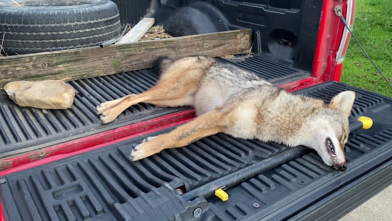 First coyote of the 2020 season - YouTube