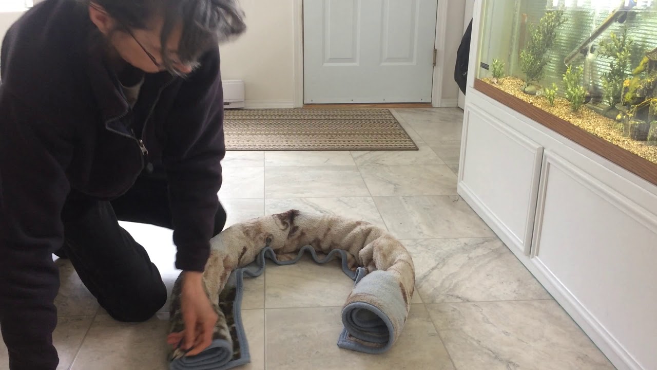 Sleeping Loop for Young Puppies No More Crying at Night! - YouTube