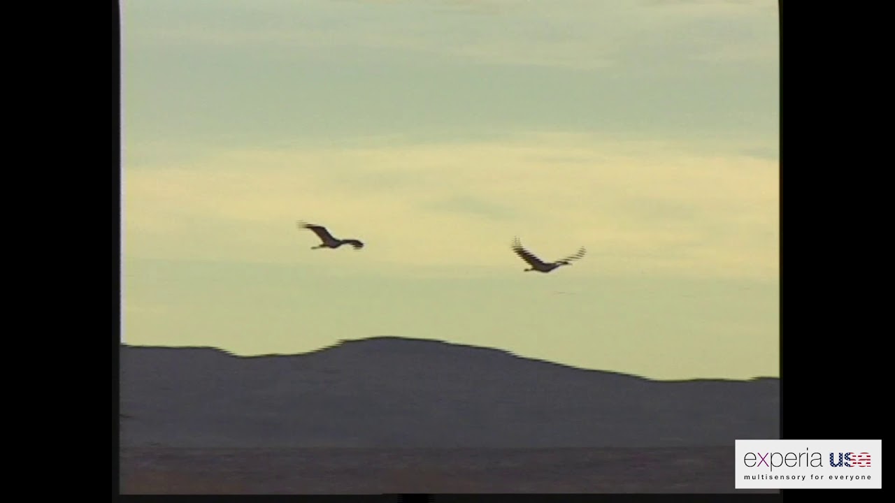 Living Scenery Projector Bundle DVD Magnificent Birds - YouTube