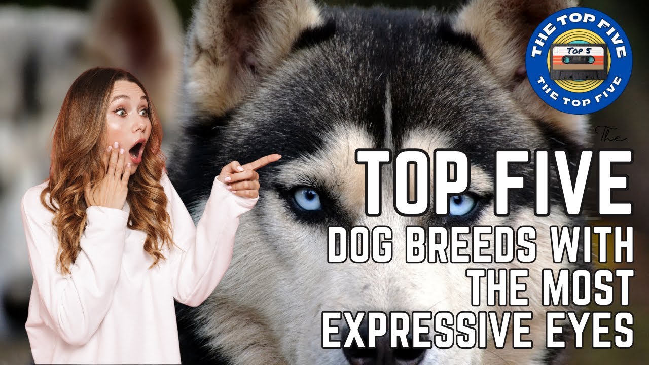 Top 5 Dog Breeds with the Most Expressive Eyes [4K] - YouTube