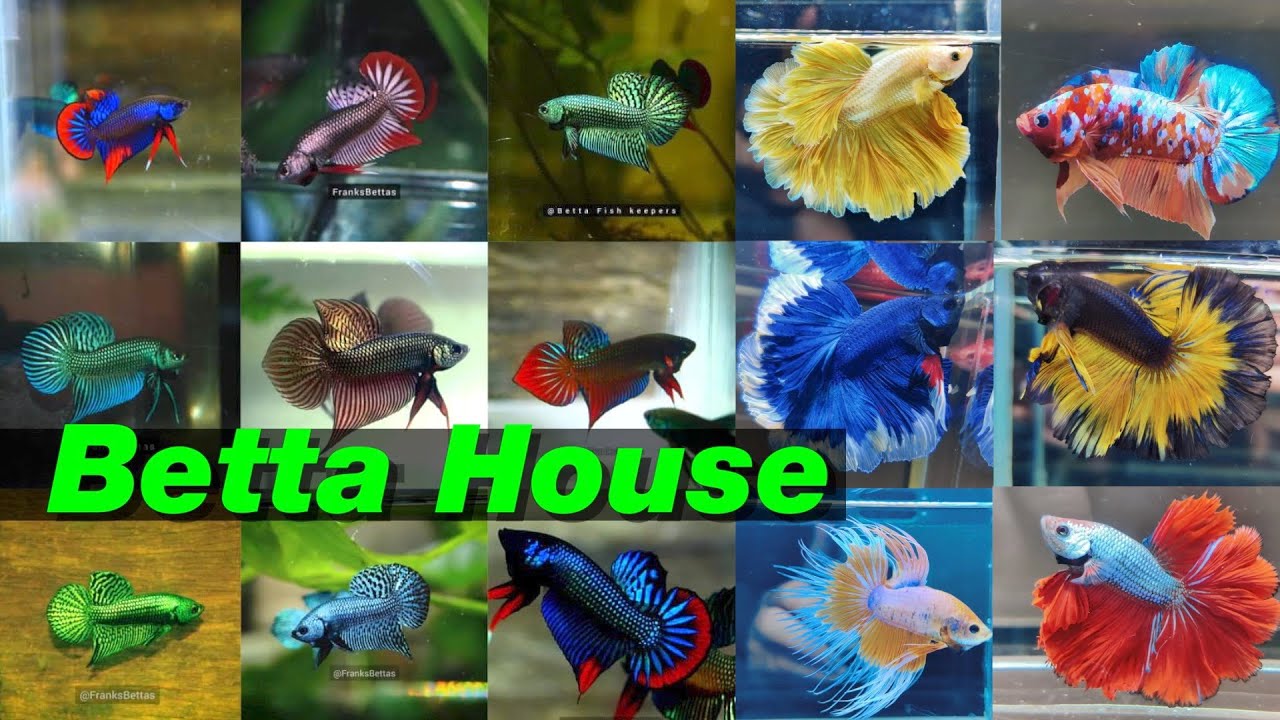 Crown Tail Betta| Franks Betta | Plakat Betta | Betta House | Bangalore ...