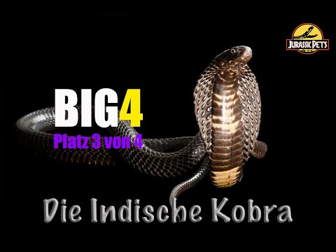 Big4! Die tödlichsten Schlangen - Platz 3: Die Indische Kobra (Naja naja) Wußtest Du... #8