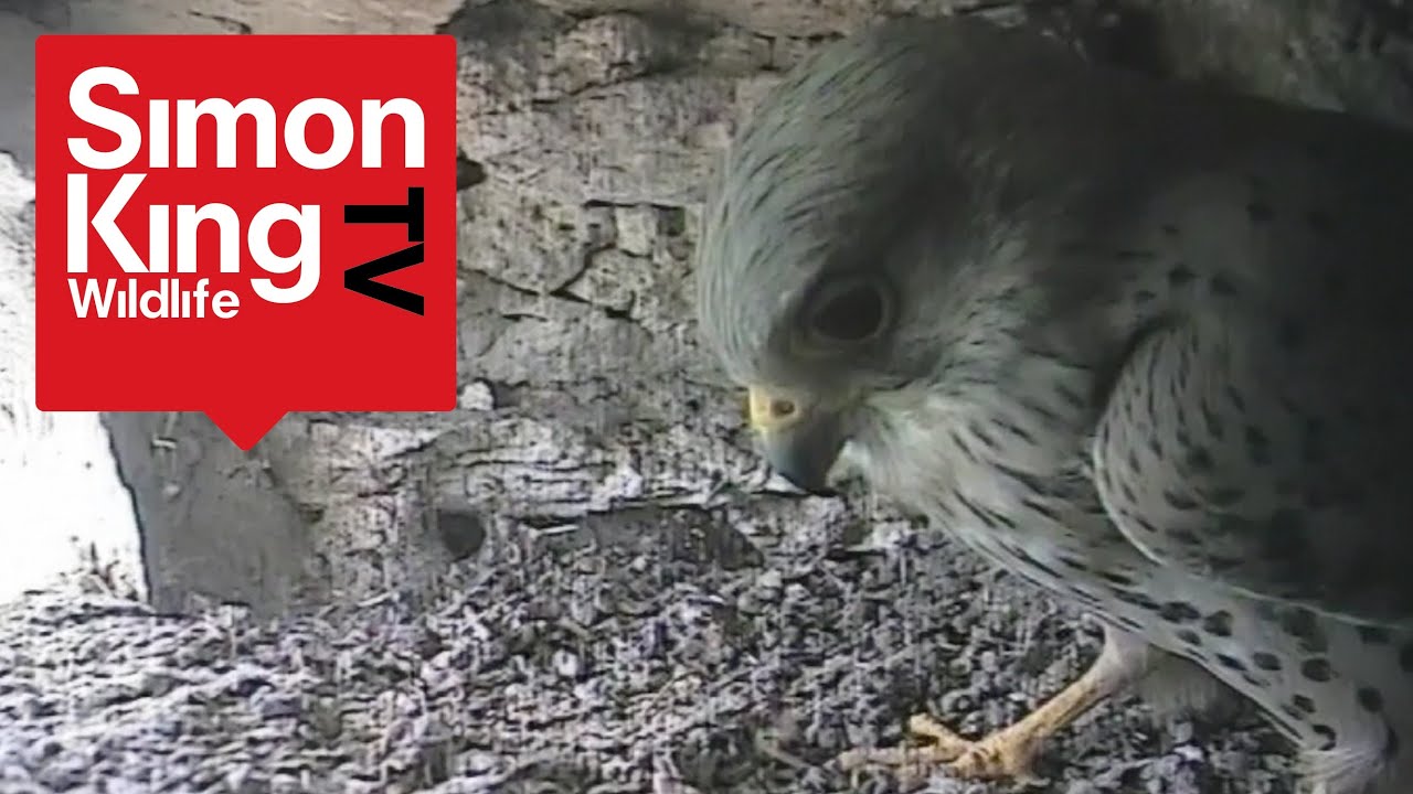 Kestrel Attacks a Spider and Misses! - YouTube