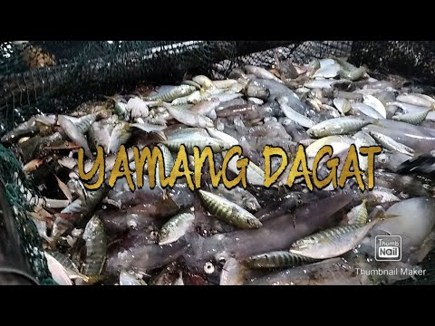 YAMANG DAGAT, ibat ibang uri nga lamang dagat ang huli namin. - YouTube