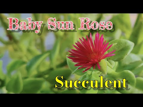 How To Care For Baby Sun Rose Plant