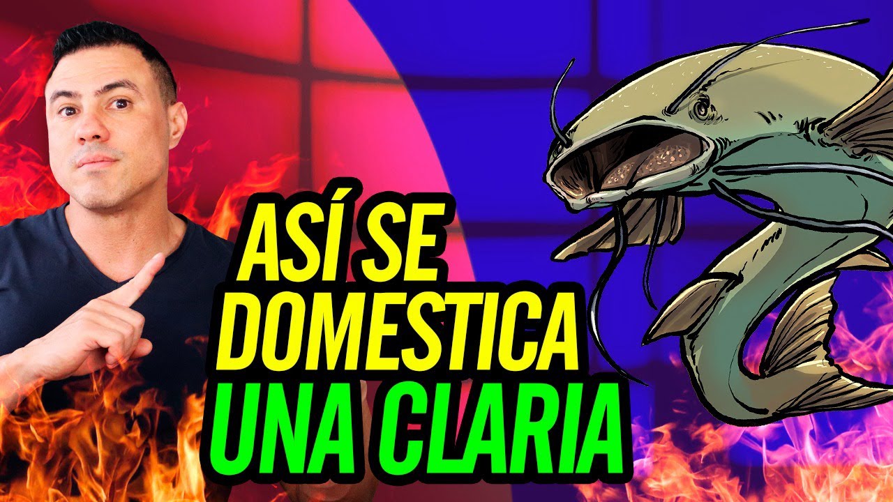 🐟 Así se domestica una Claria 🐟 - YouTube