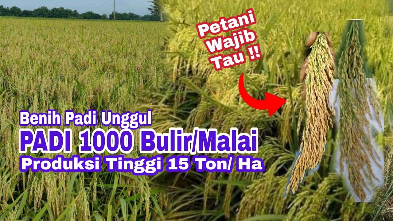 Benih Padi Unggul 1000 Bulir/Malai, Produksi Tinggi 15 Ton/Ha untuk MT ...