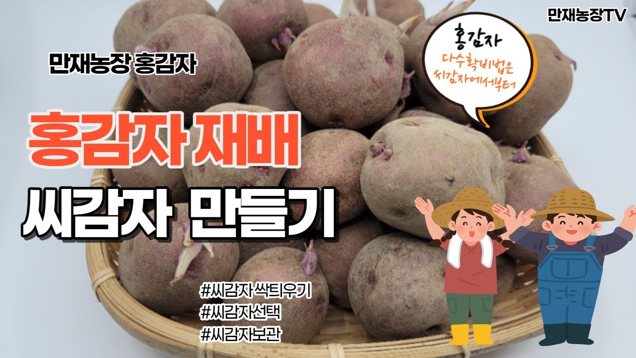 씨감자 튼튼한 싹틔움하는 방법 씨감자만들기 씨감자 선택 씨감자 보관씨감자 싹틔우기 Youtube