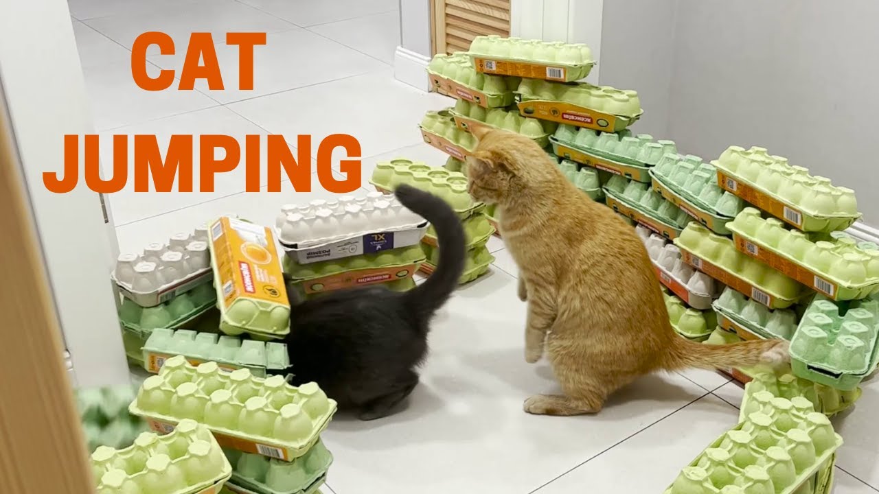 Ginger the cat attacks a gray cat among scary unfamiliar egg cartons - YouTube