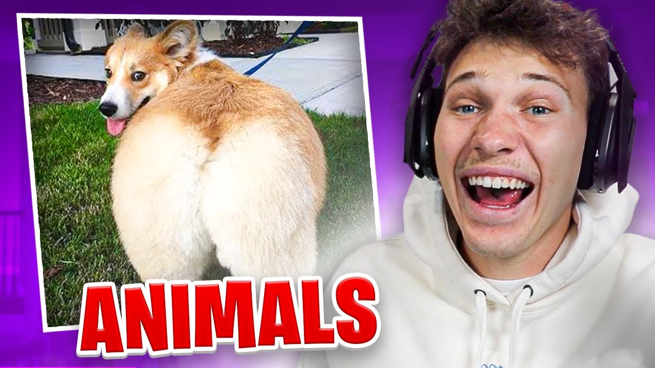 Try Not To Laugh - ANIMAL EDITION! - YouTube