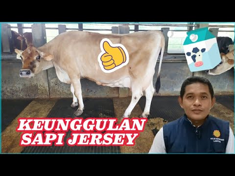 Keunggulan Sapi Jersey - YouTube