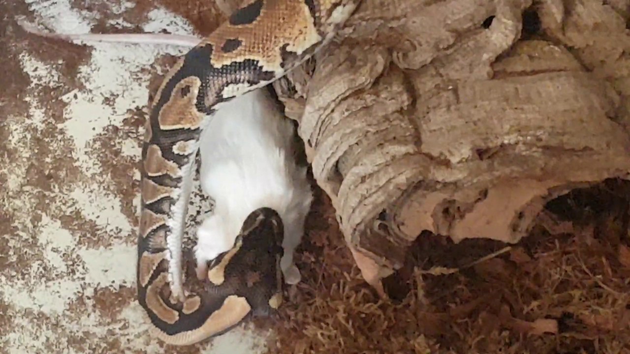 Python regius . Pyton królewski KARMIENIE - YouTube