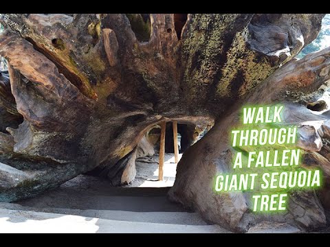 Giant Sequoia Tree | Walk Through The Fallen Monarch Kings Canyon ...