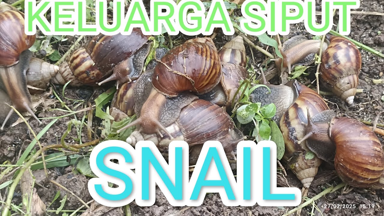 SNAIL SIPUT - YouTube