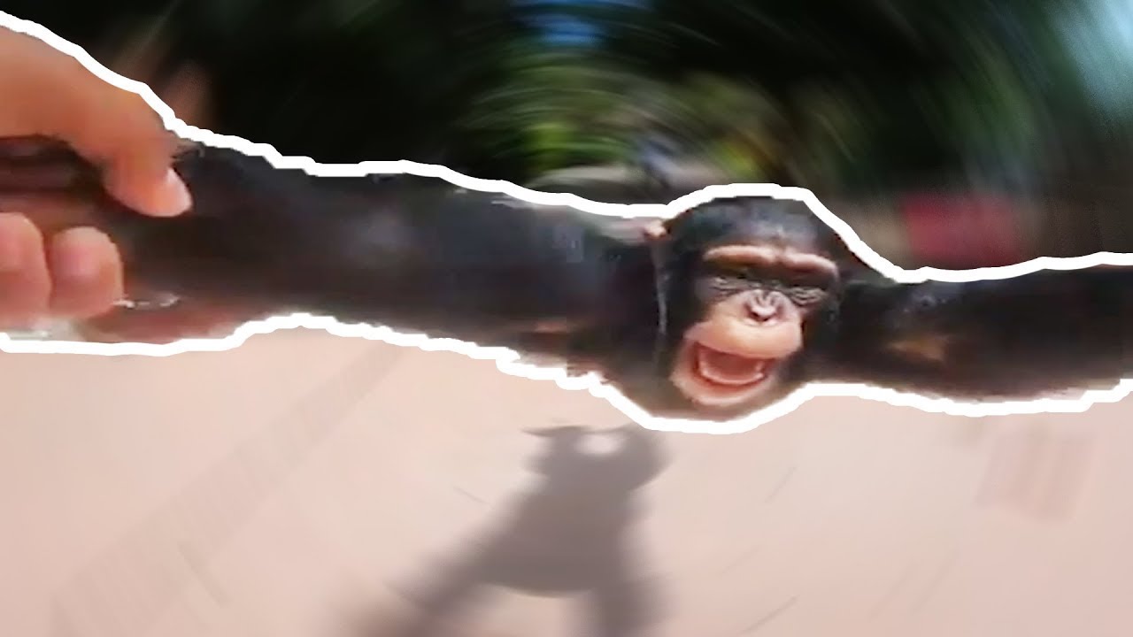 Life Could Be A Dream Meme - YouTube