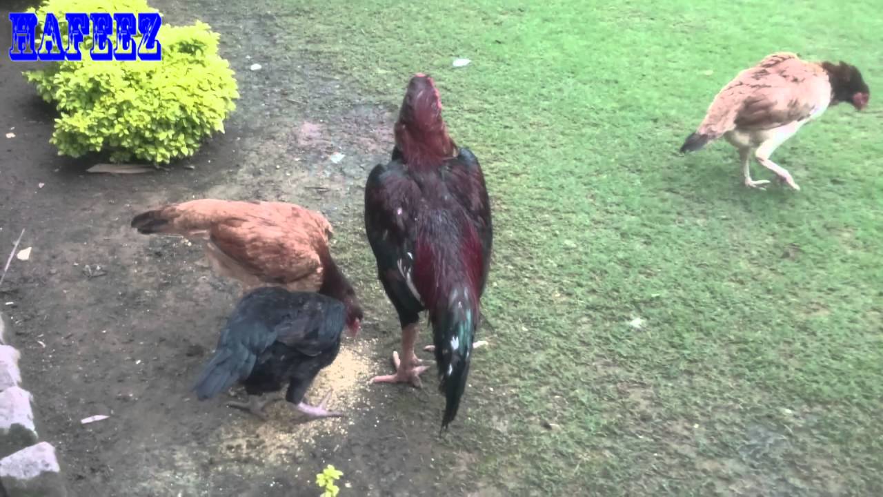 Aseel Murgha (Mianwali Nasal) - YouTube