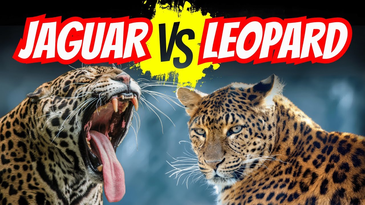 Jaguar vs Leopard What's the Diference? - YouTube
