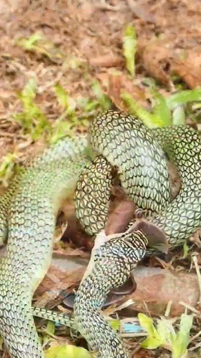 snakes prey on bats😬 #shorts #bat #snake - YouTube