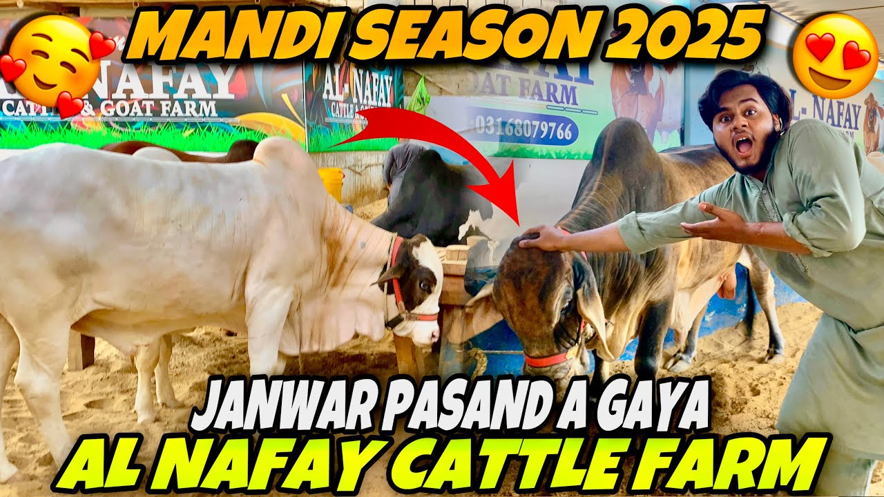 AL NAFAY CATTLE FARM MANDI SEASON 2025😍|JANWAR PASAND A GAYA 🥰 ...